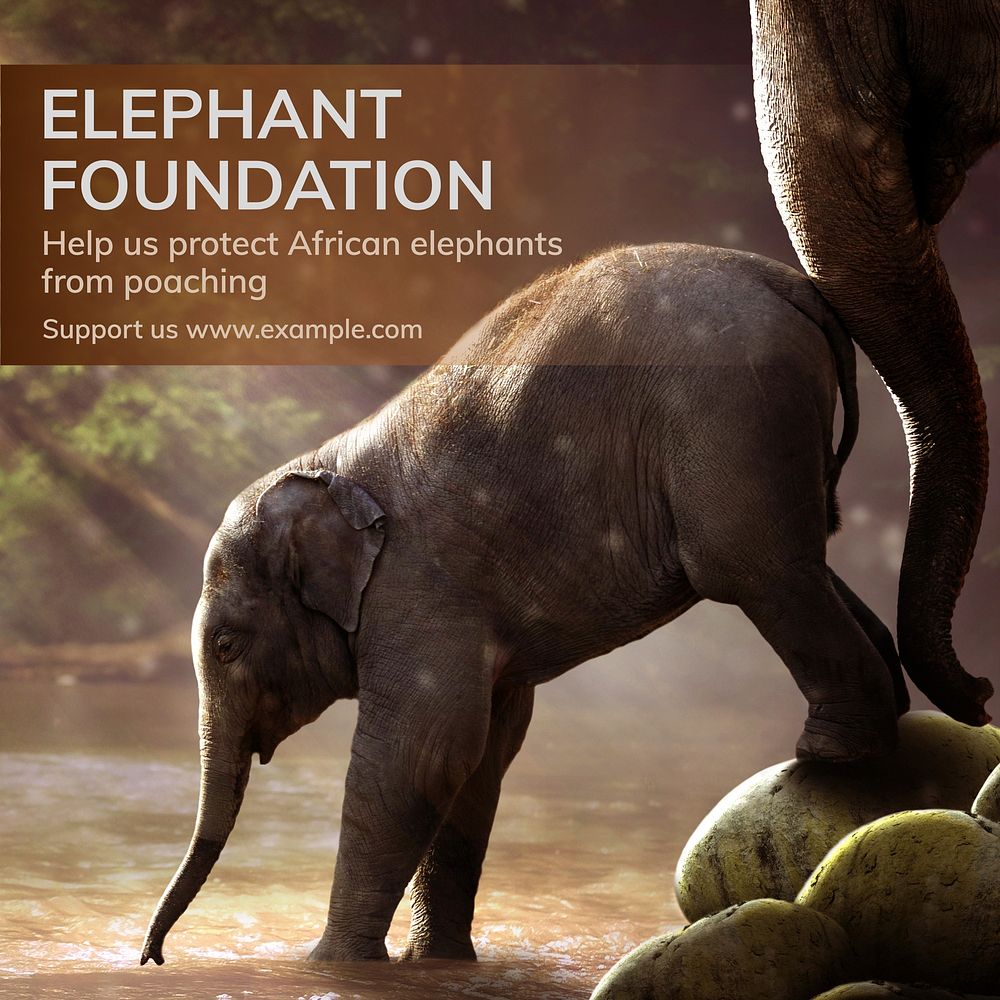 Elephant foundation Instagram post template | Free Photo - rawpixel