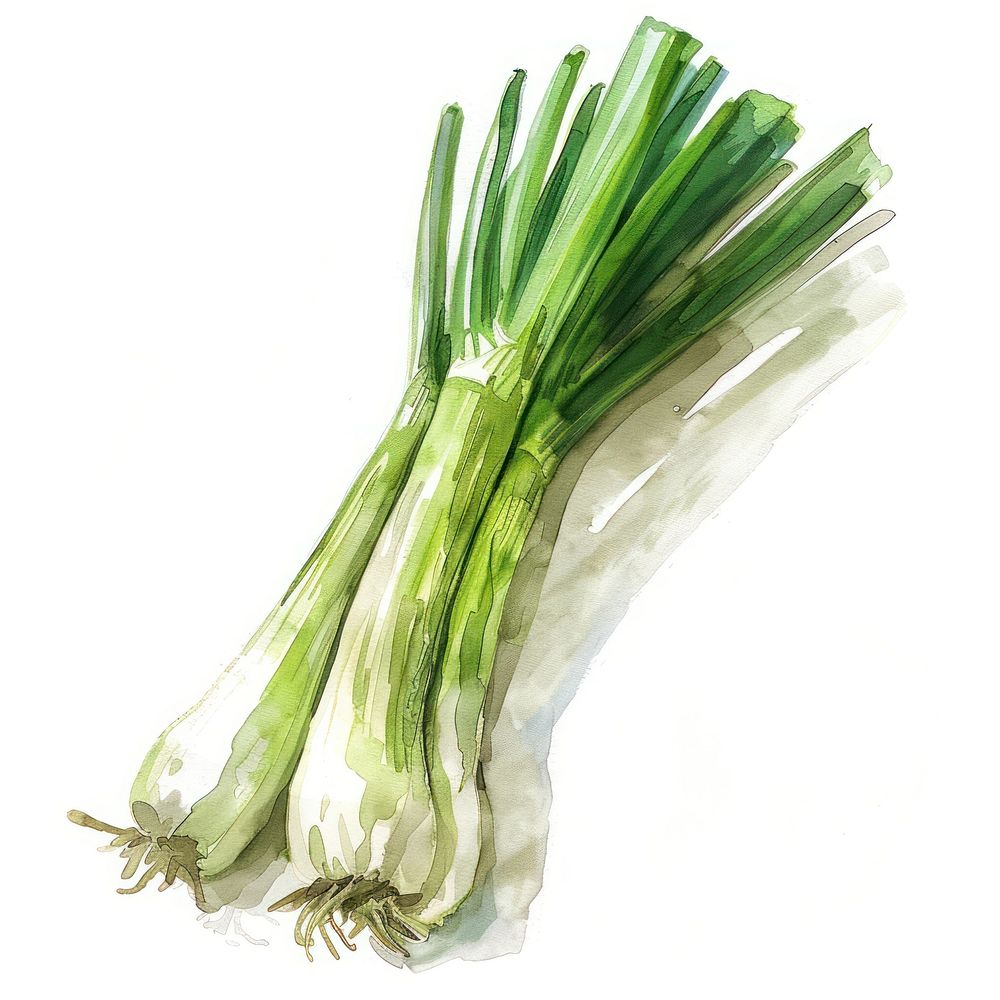 Leek vegetable produce plant | Free Photo Illustration - rawpixel