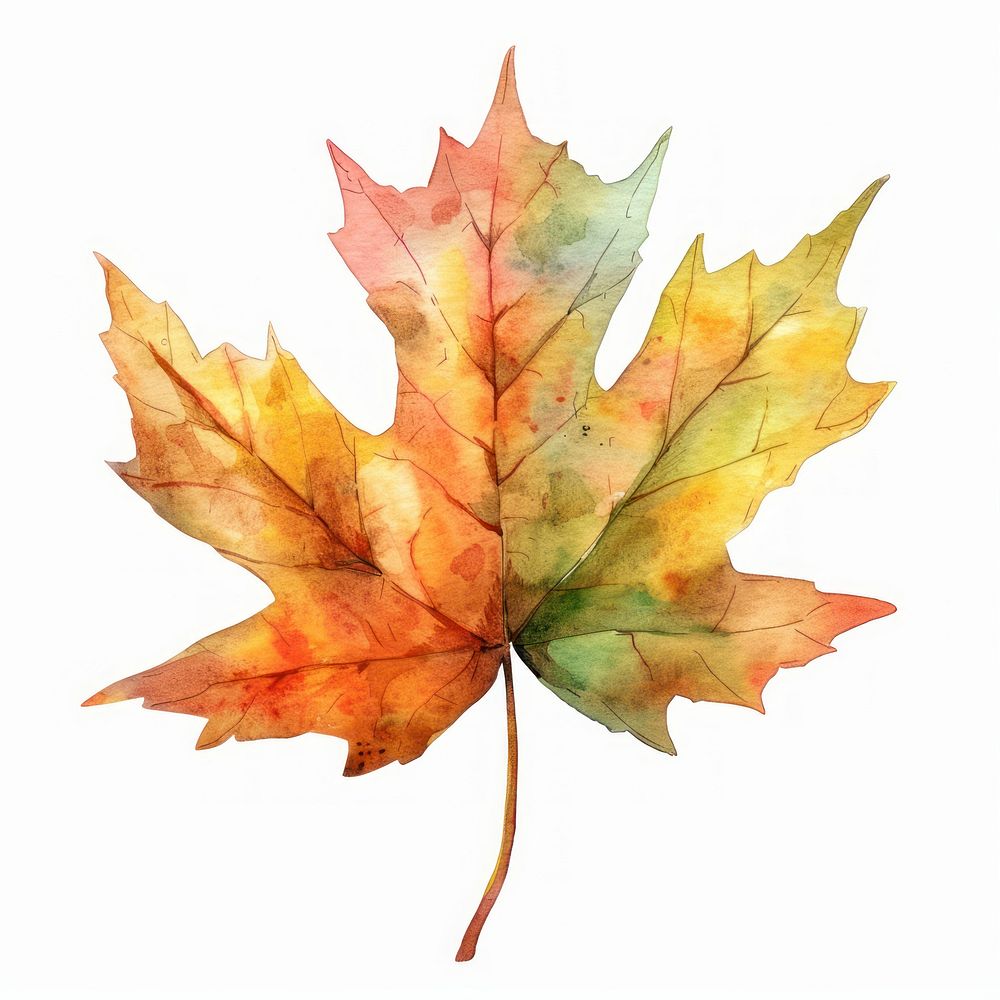 Maple leaf plant tree. | Free Photo Illustration - rawpixel