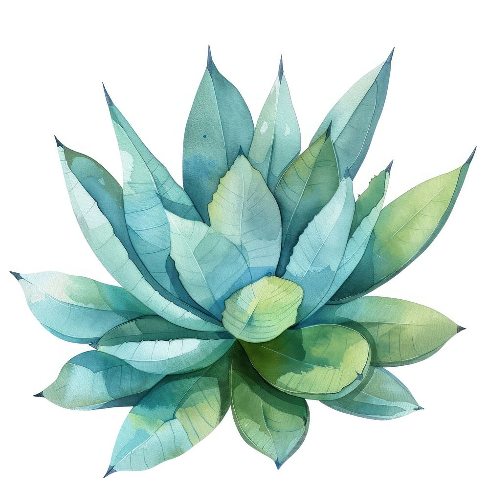 Agave leaf art agavaceae plant. | Free Photo Illustration - rawpixel