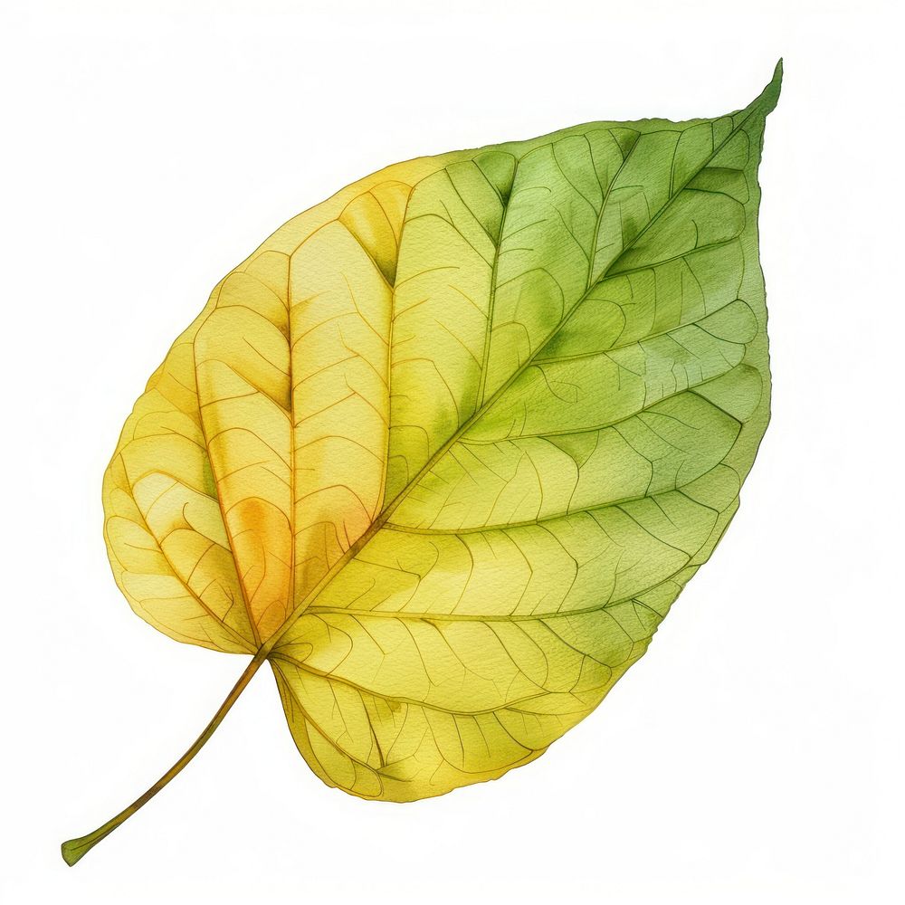 Aspen leaf plant. | Free Photo Illustration - rawpixel