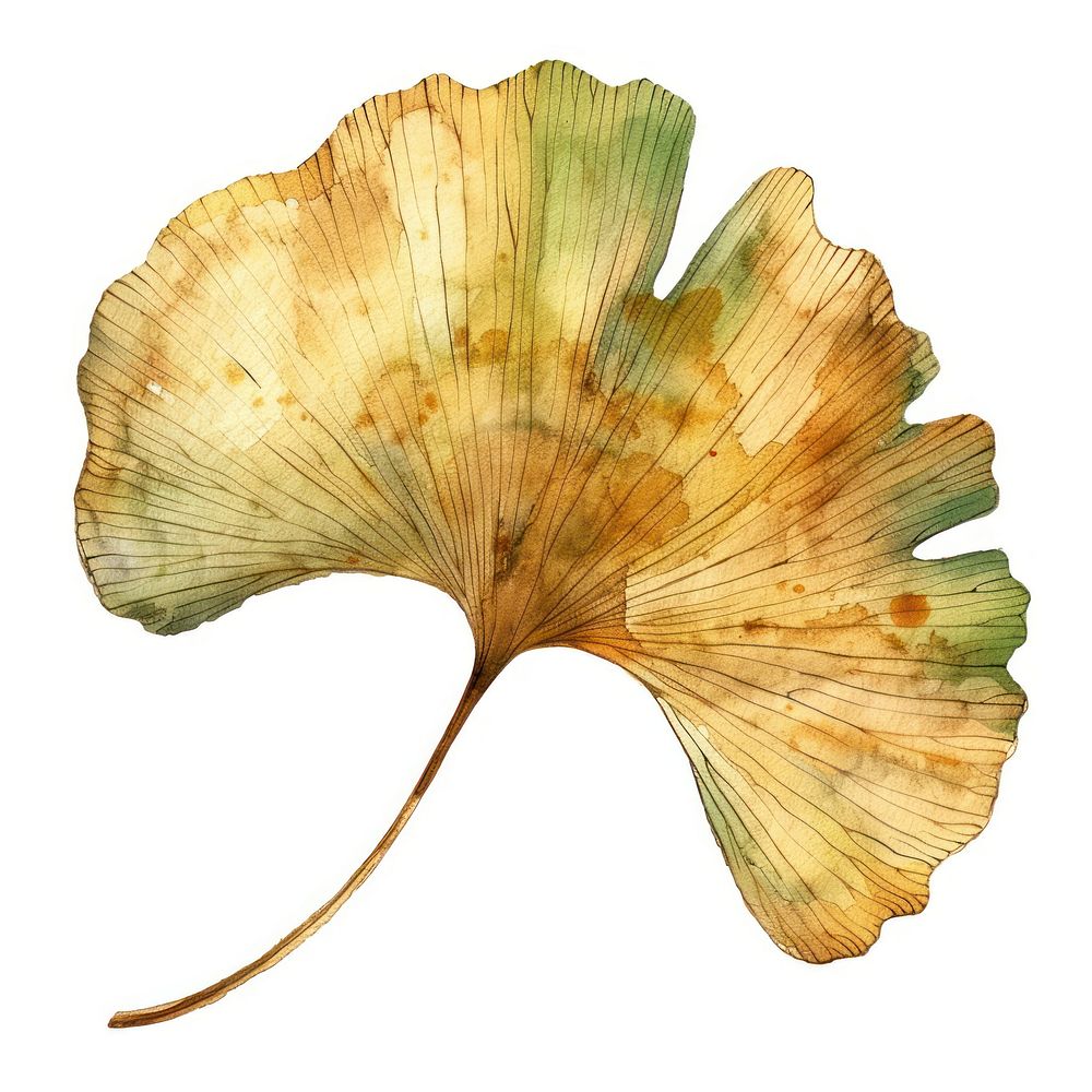 Ginkgo leaf invertebrate animal insect. | Free Photo Illustration ...