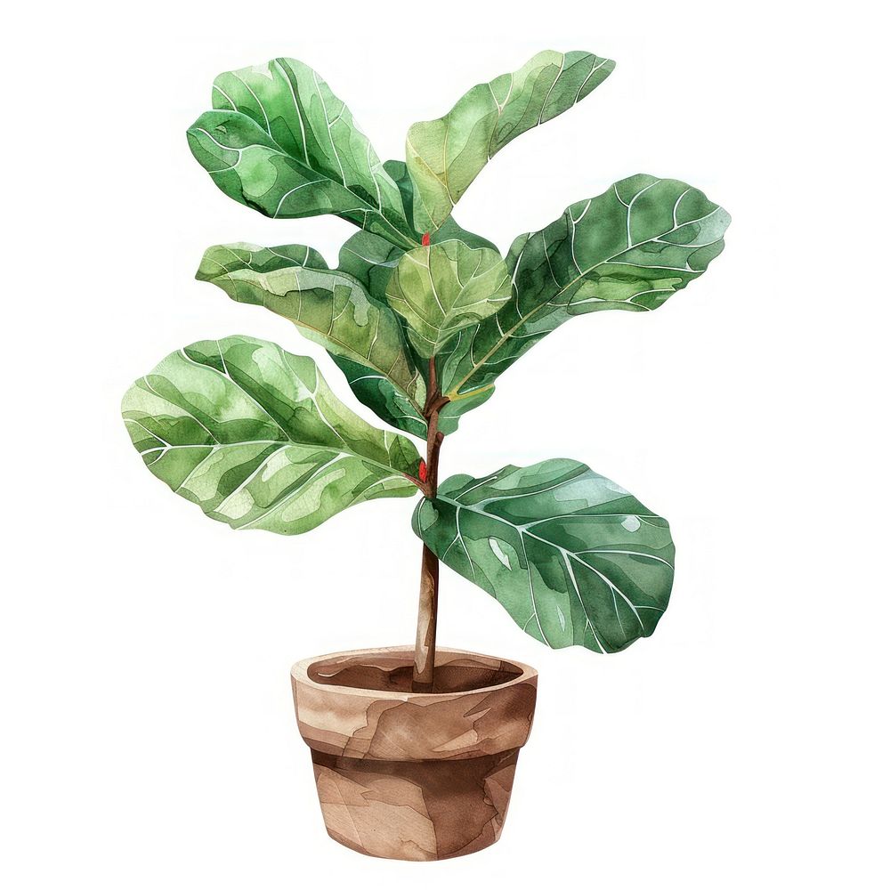 Fiddle leaf fig blossom flower | Free Photo Illustration - rawpixel