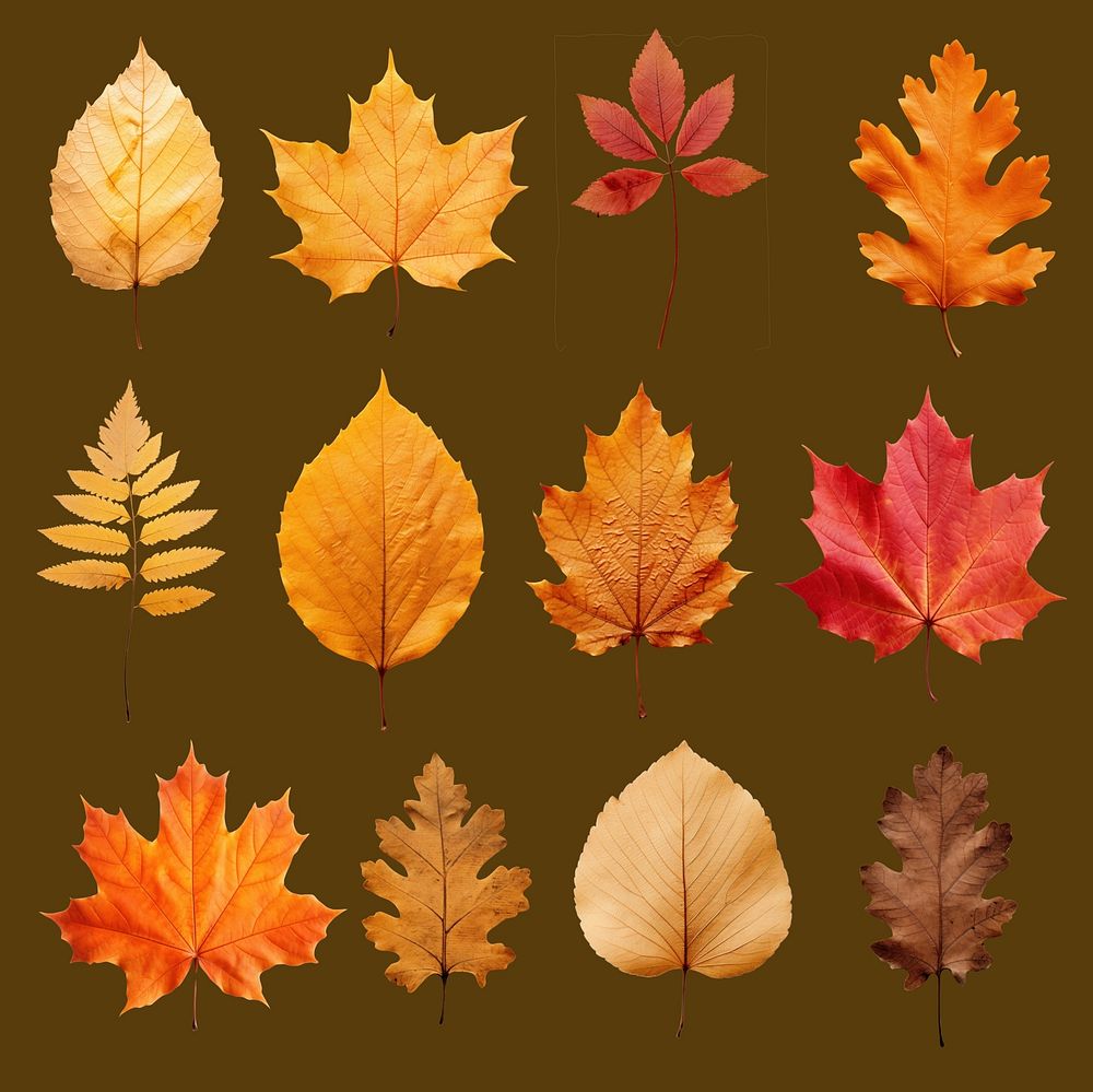 Autumn maple leaf element set | Free Photo - rawpixel