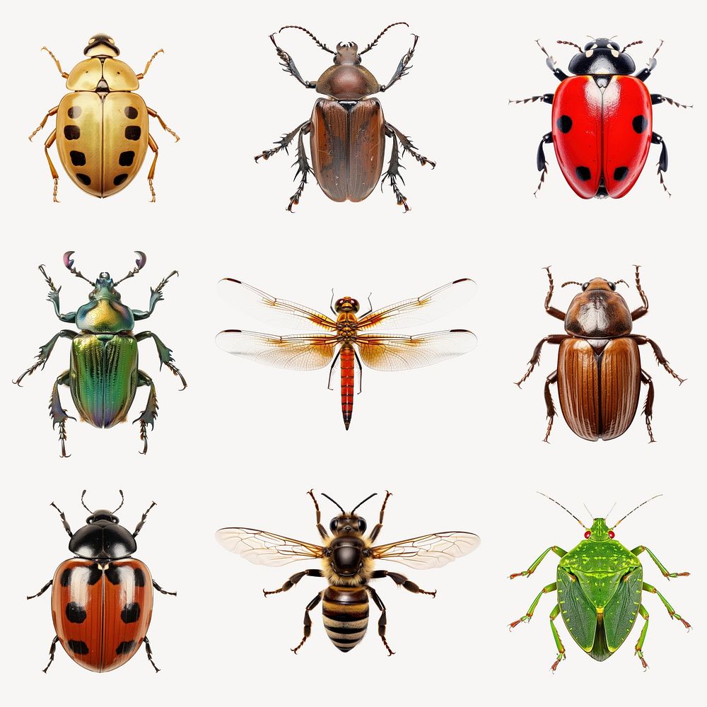 Insect design element set | Free Photo - rawpixel