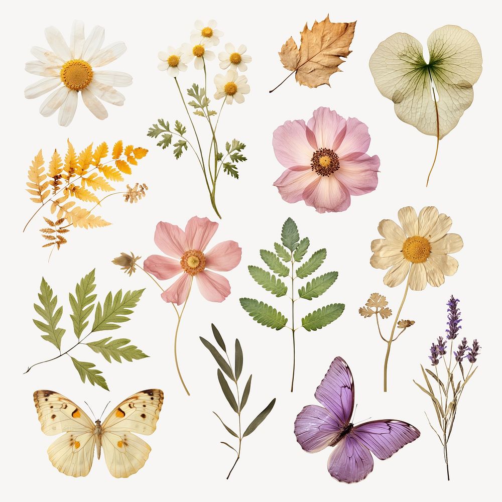 Dried flower design element set | Free Photo - rawpixel