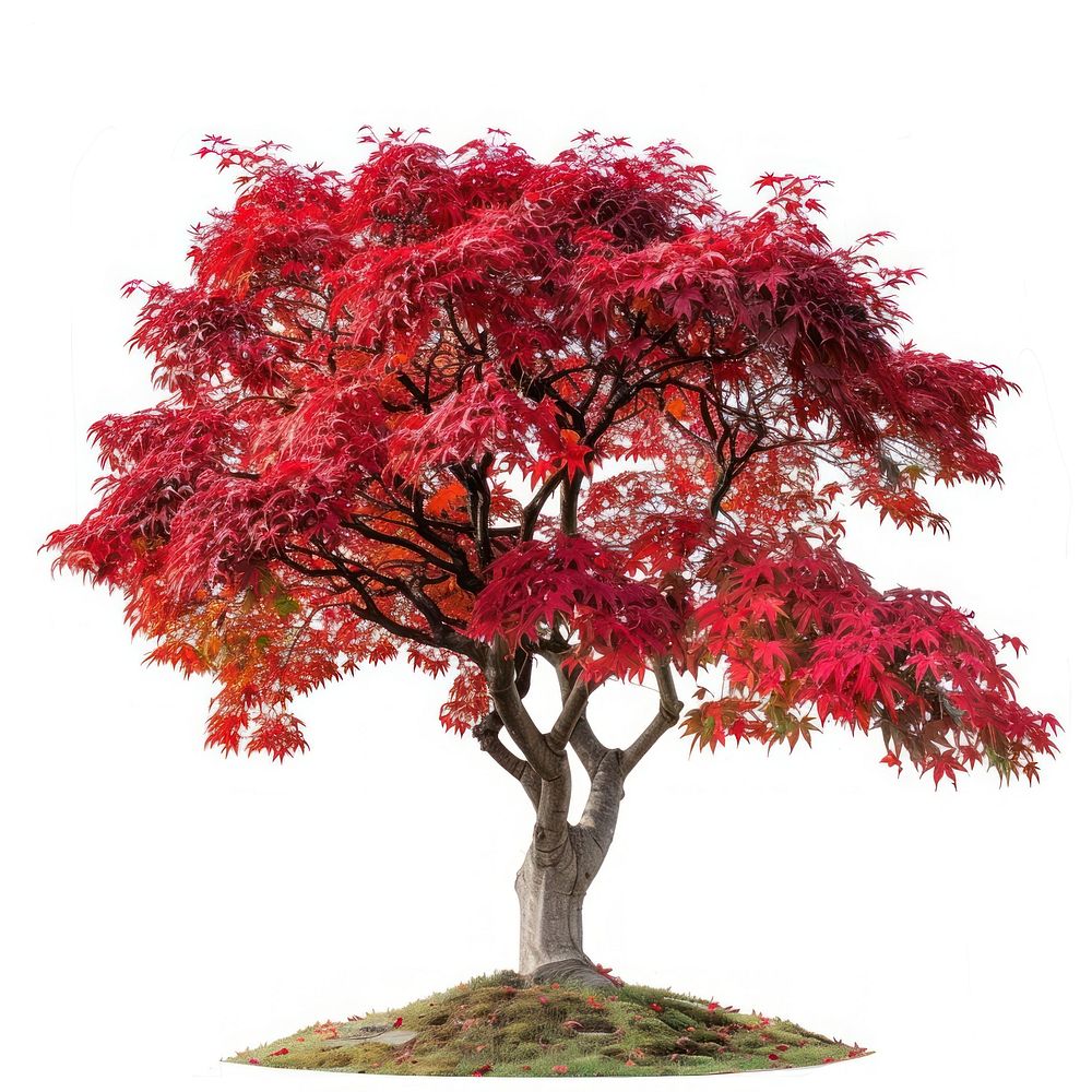 Vibrant red maple tree | Free Photo - rawpixel
