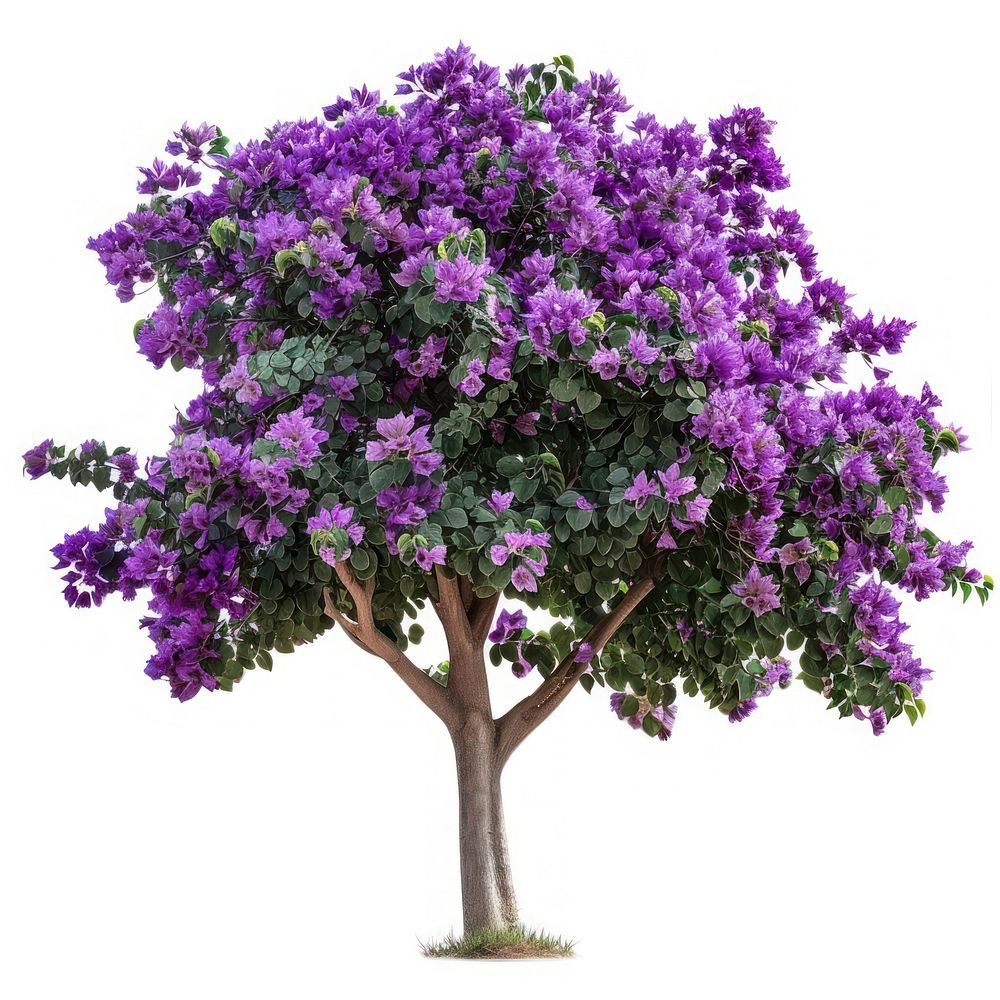 Vibrant purple flowering tree | Free Photo - rawpixel