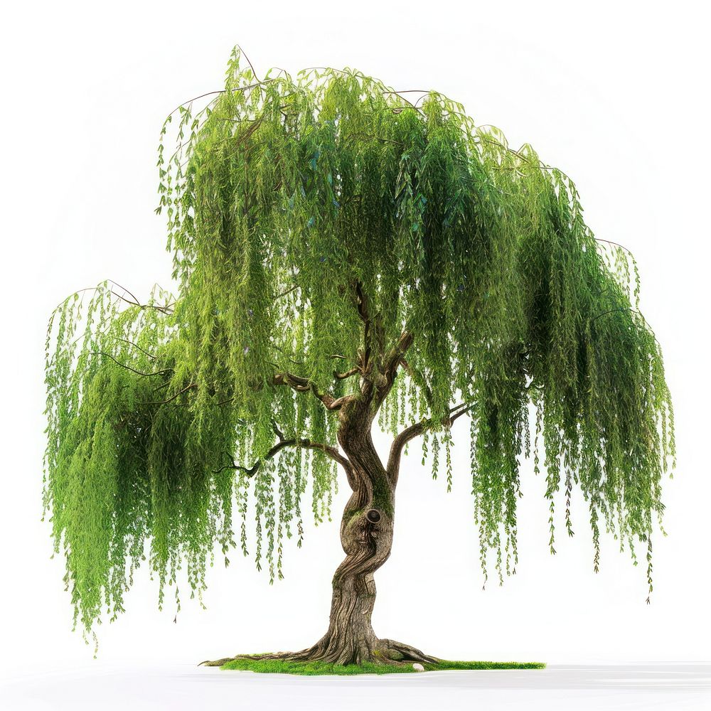 Serene willow tree nature beauty | Free Photo - rawpixel