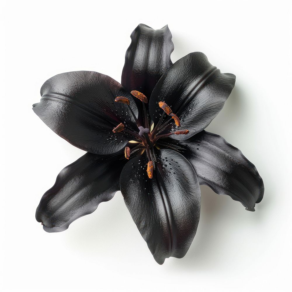 Elegant black lily flower closeup | Free Photo - rawpixel