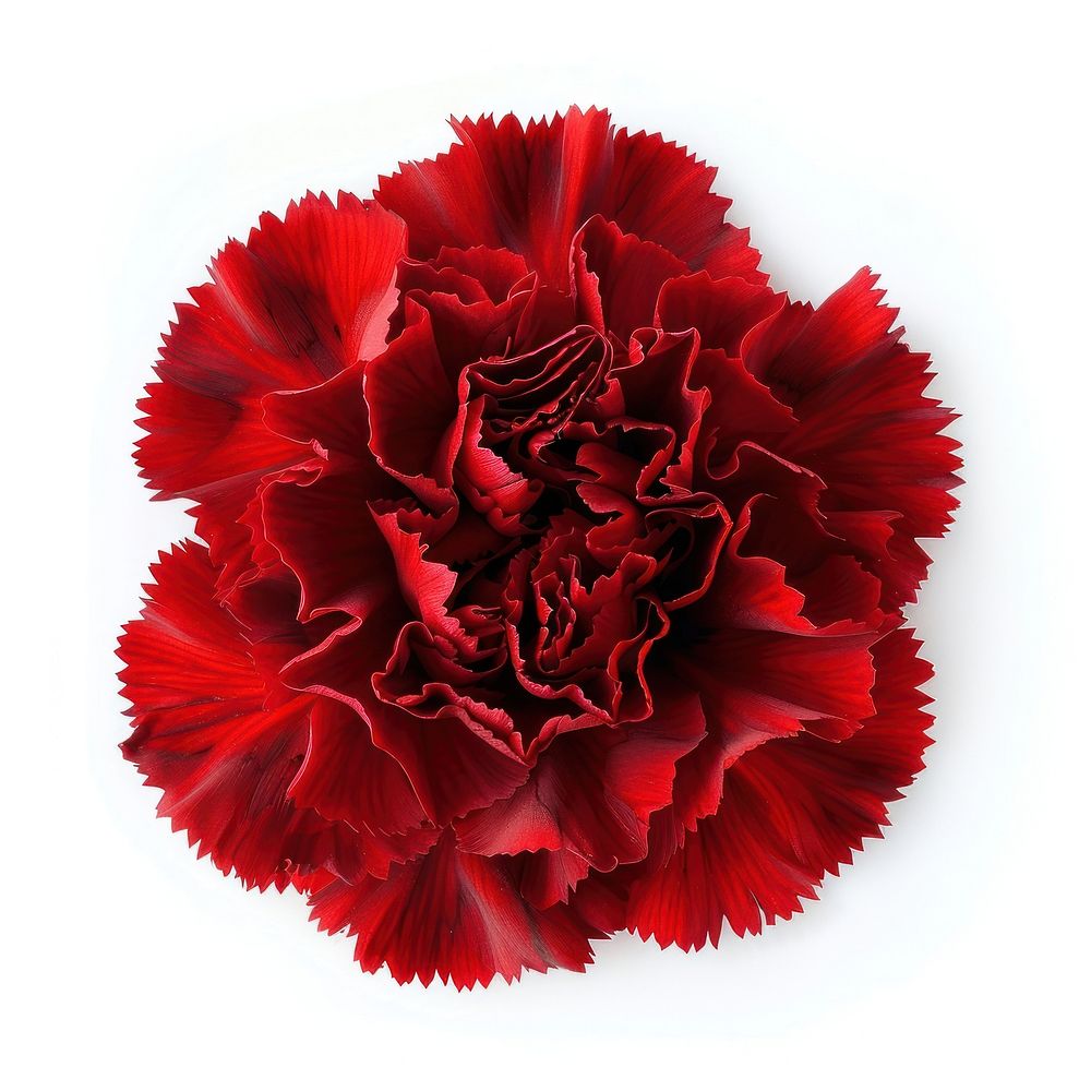 Vibrant red carnation flower bloom | Free Photo - rawpixel