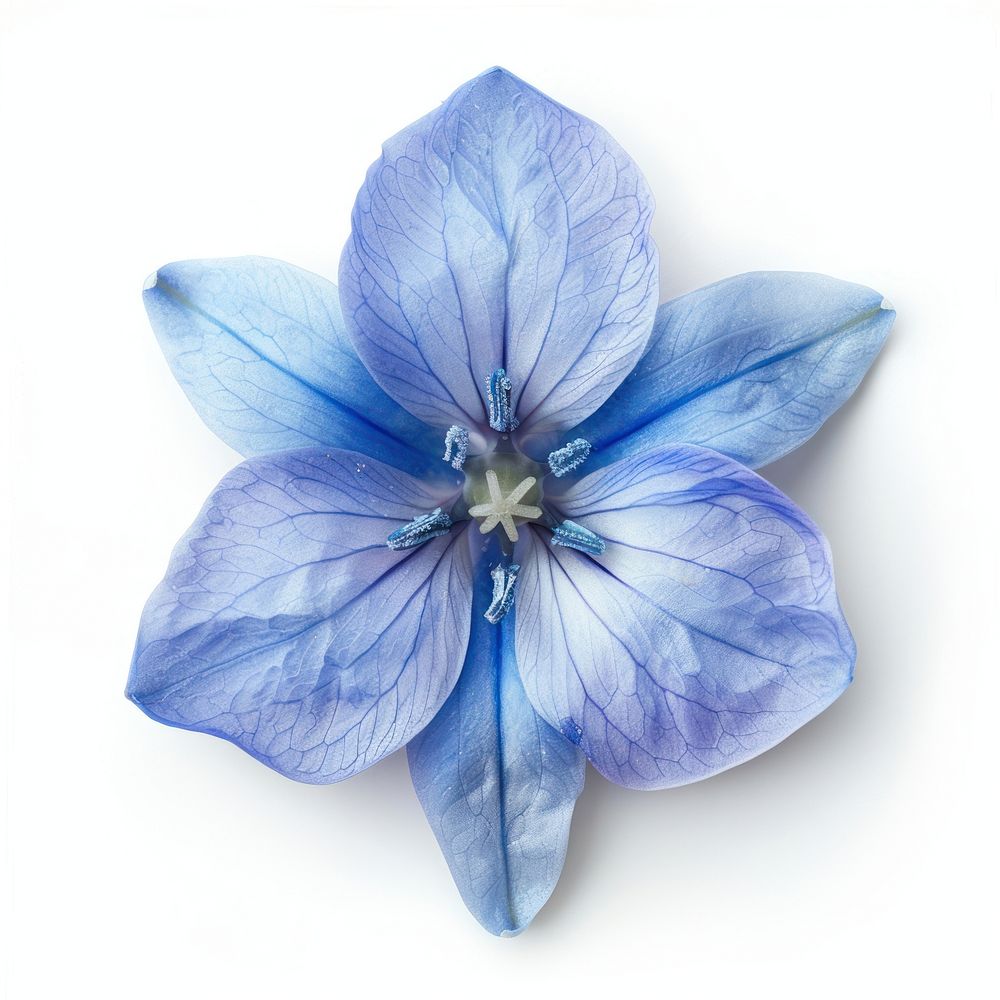 Delicate blue flower blossom | Premium Photo - rawpixel