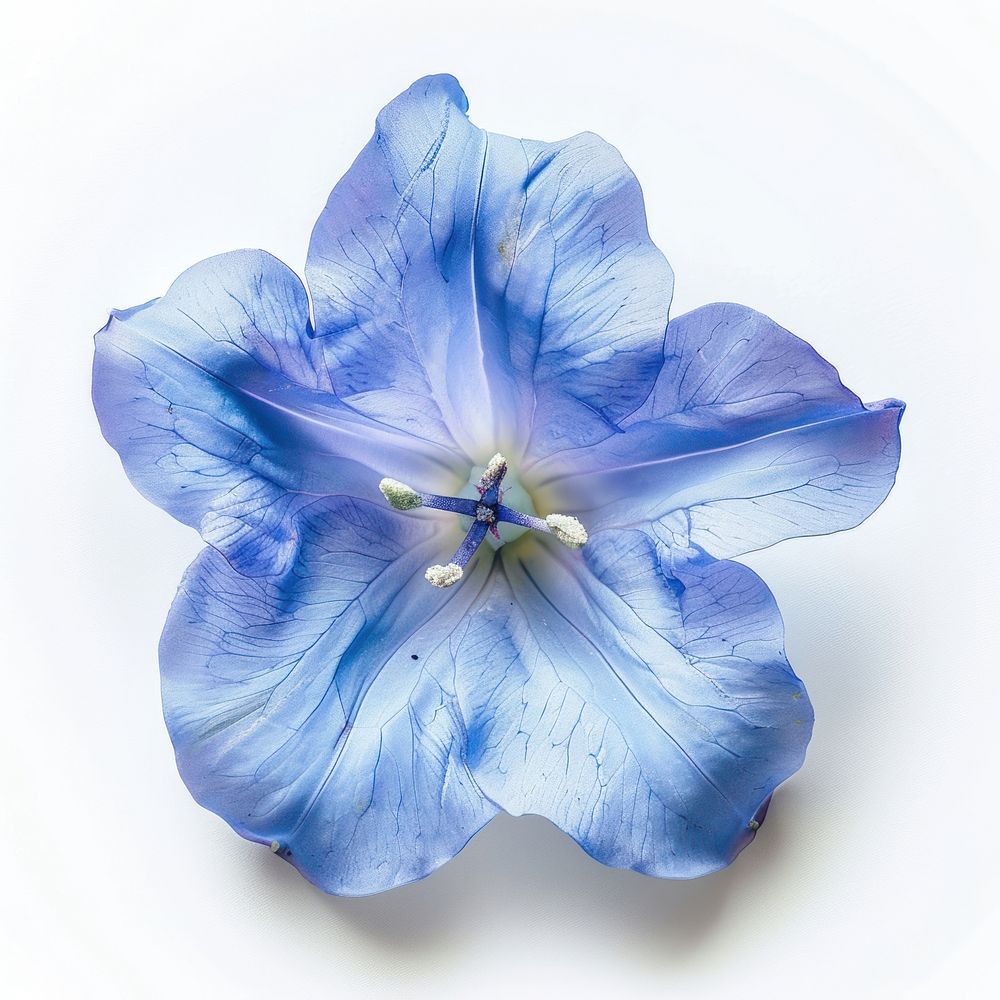 Vibrant blue flower close-up | Free Photo - rawpixel