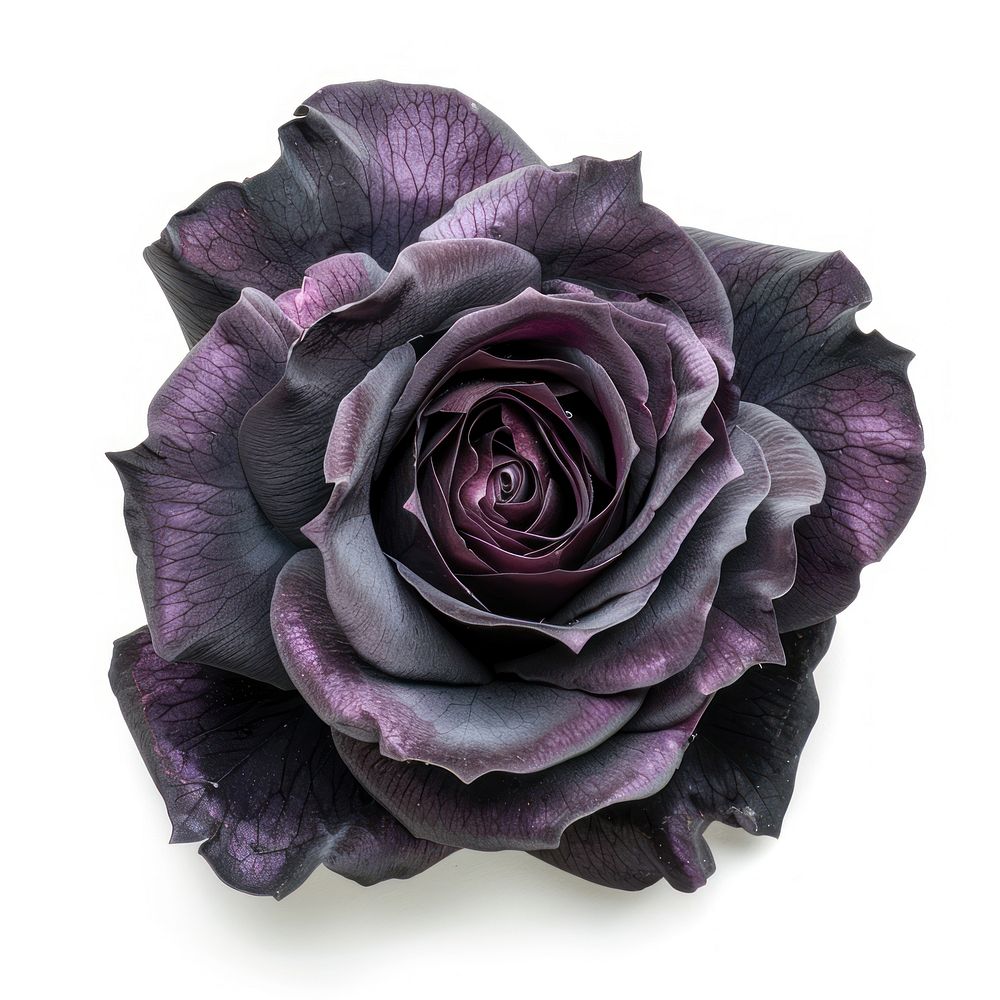 Elegant dark purple rose | Premium Photo - rawpixel