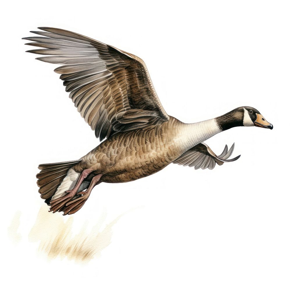 Flying goose detailed illustration | Free Photo Illustration - rawpixel