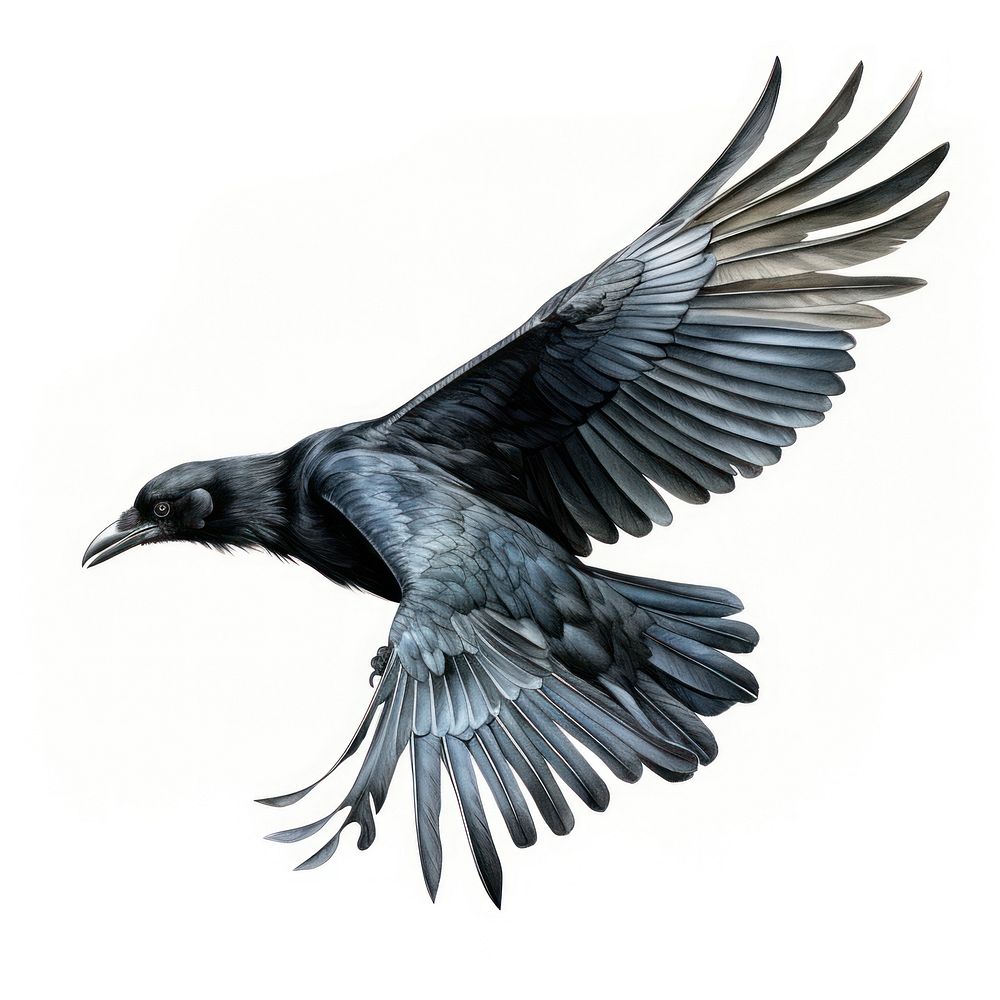Flying Crow bird crow blackbird. | Free Photo Illustration - rawpixel