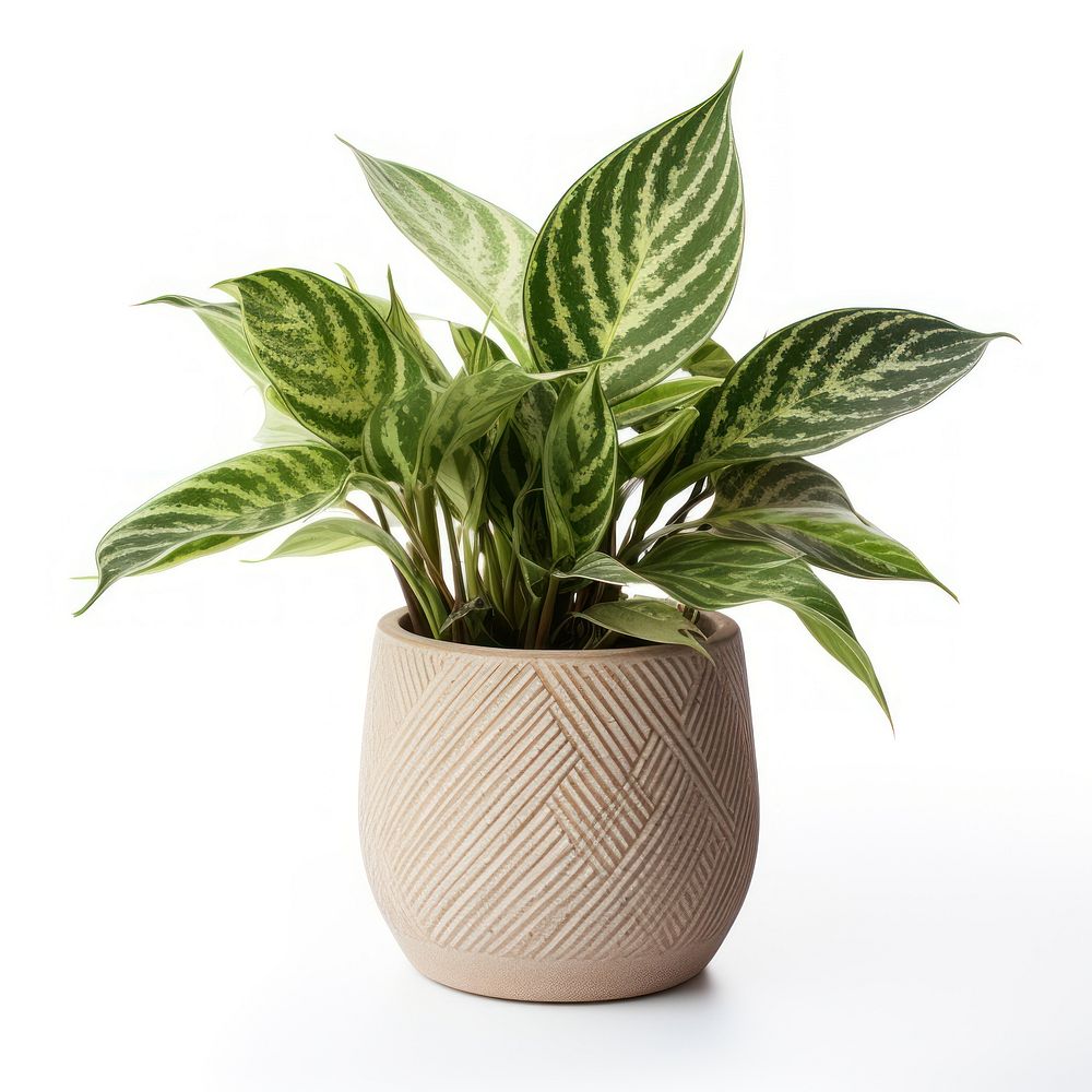 Decorative indoor potted plant | Free Photo - rawpixel