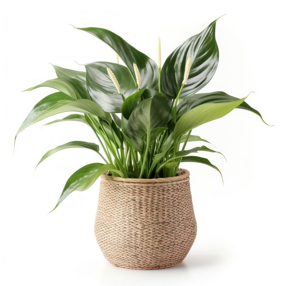 Lush indoor peace lily plant | Free Photo - rawpixel