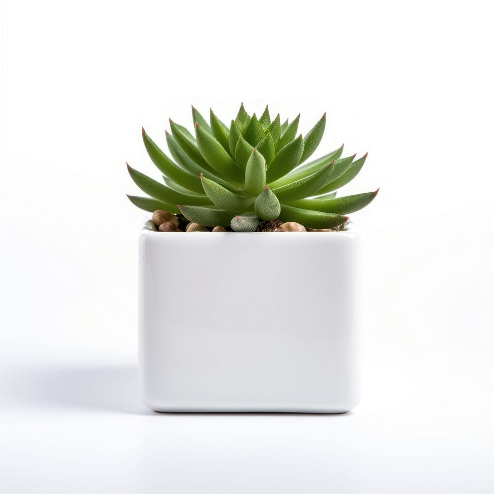 Minimalist succulent in white pot | Free Photo - rawpixel