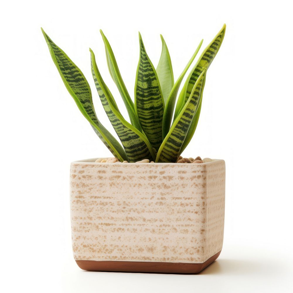 Stylish indoor snake plant decor | Free Photo - rawpixel