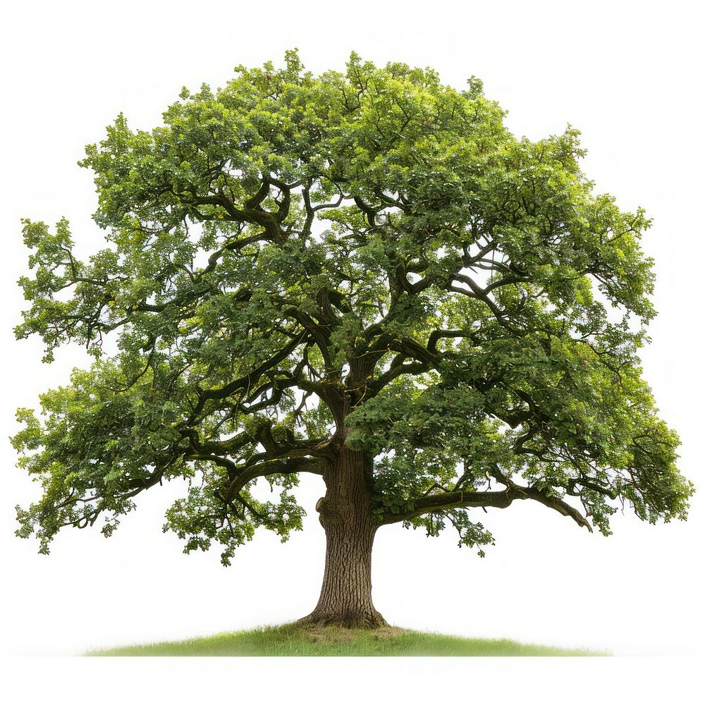 Oak tree sycamore plant. | Free Photo - rawpixel