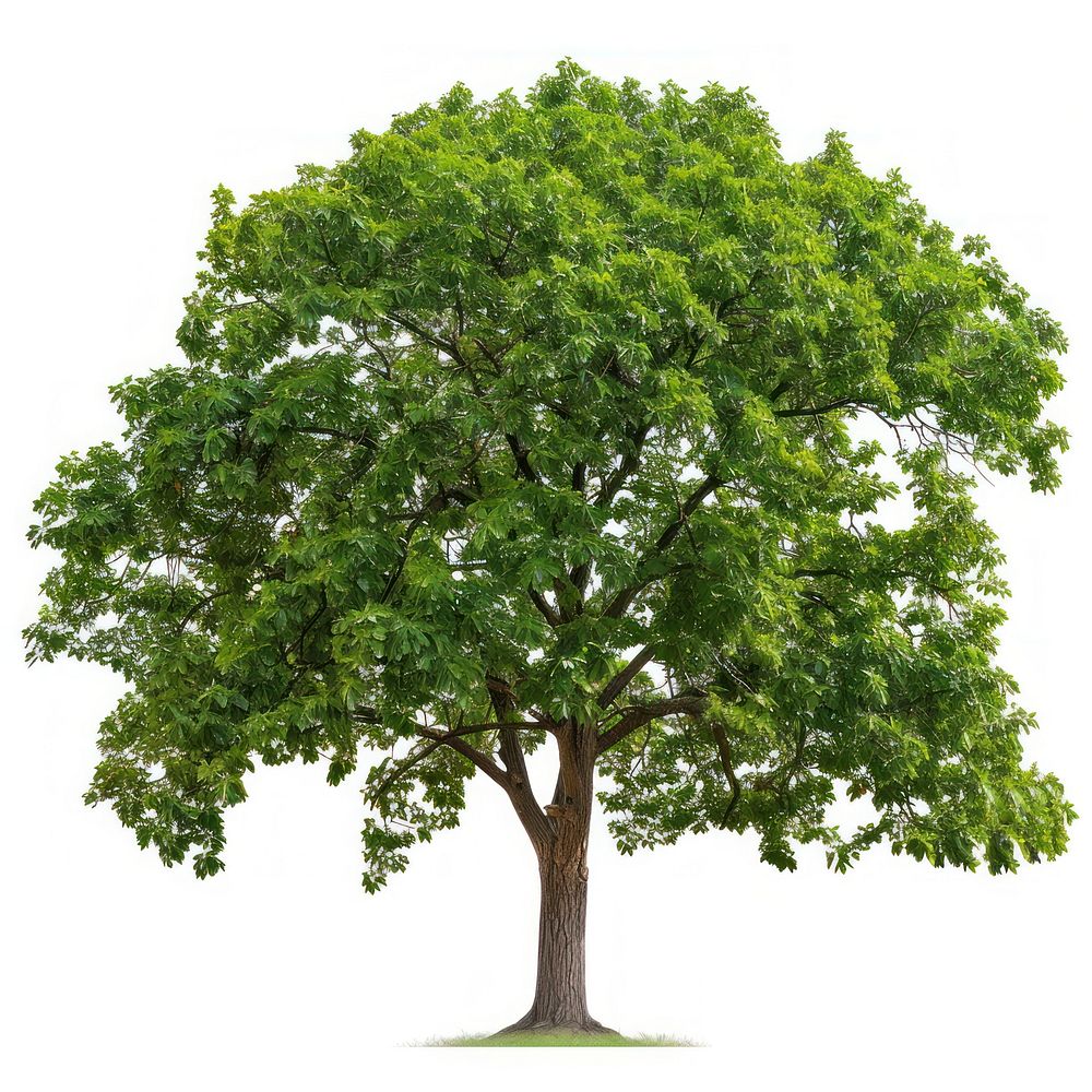 Walnut Tree Images | Free Photos, PNG Stickers, Wallpapers ...