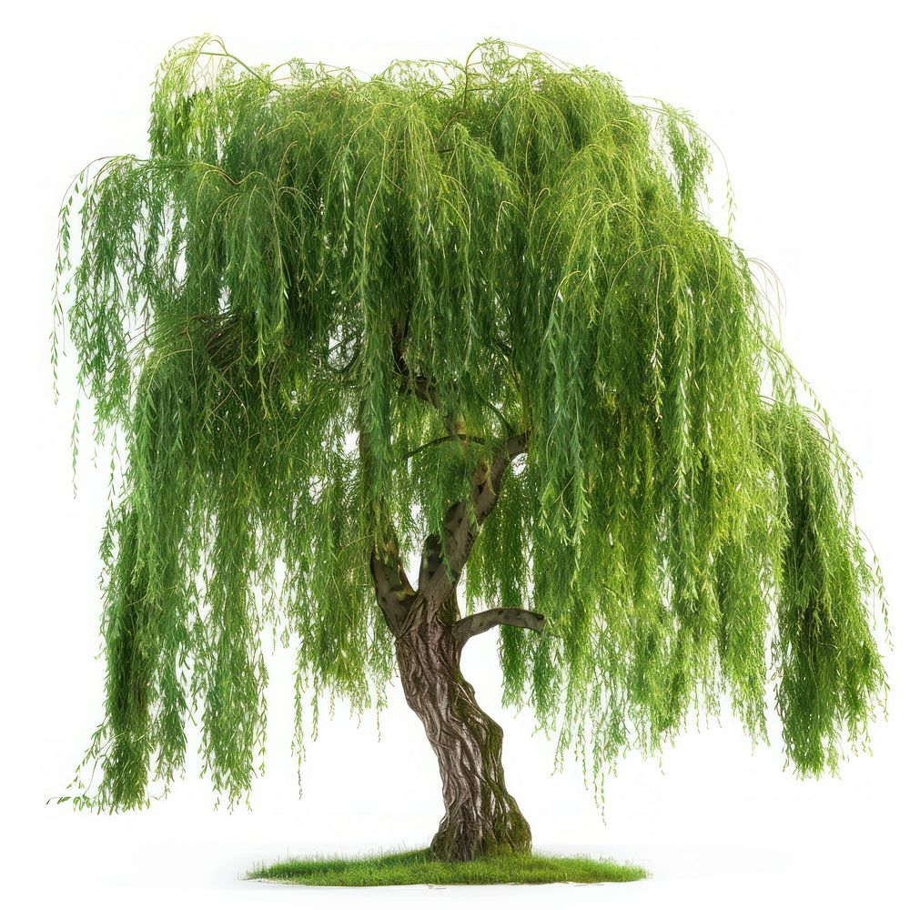 Lush green weeping willow tree | Free Photo - rawpixel