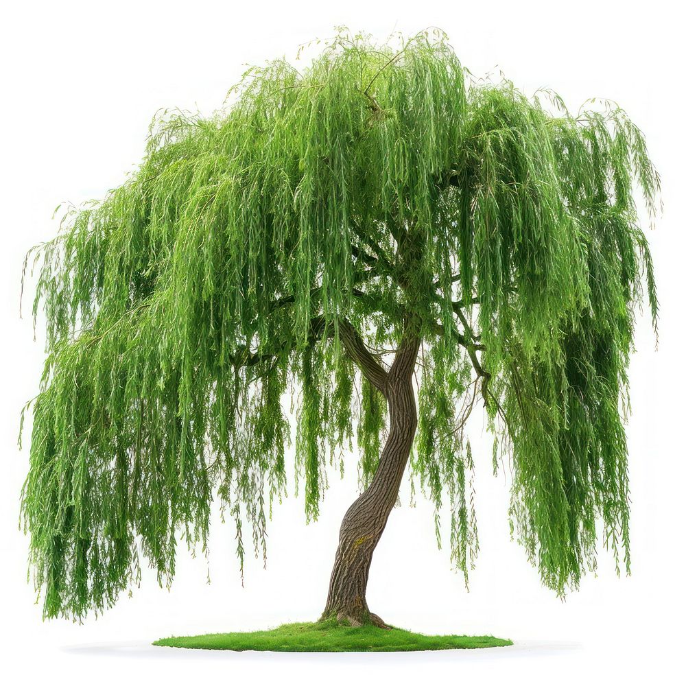 Graceful weeping willow tree nature | Free Photo - rawpixel
