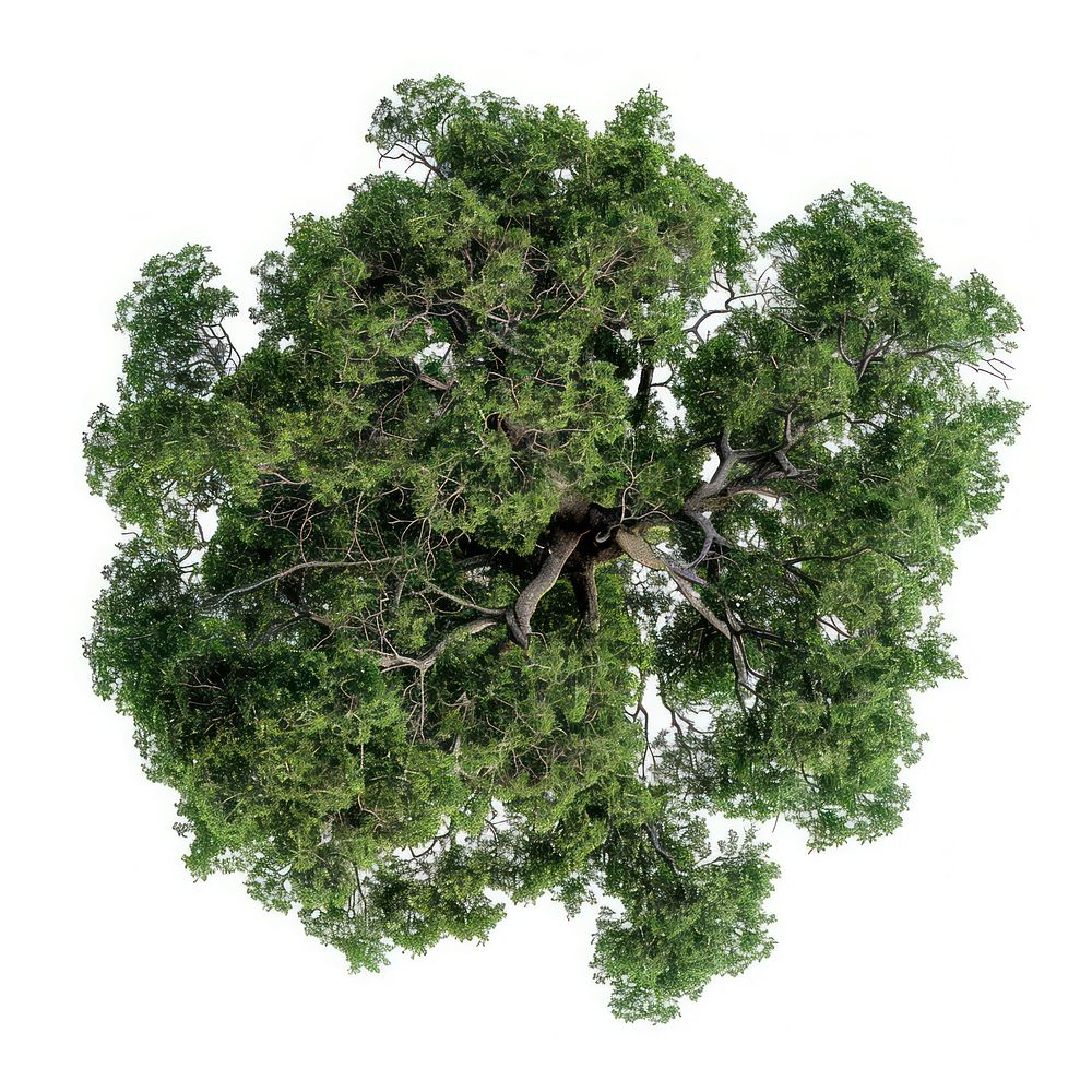 Lush green tree top view | Free Photo - rawpixel