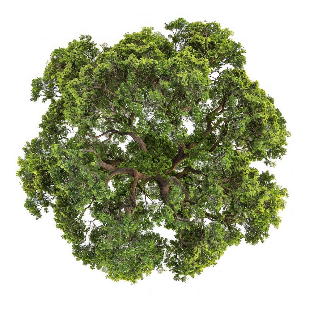 Lush green tree canopy top | Free Photo - rawpixel