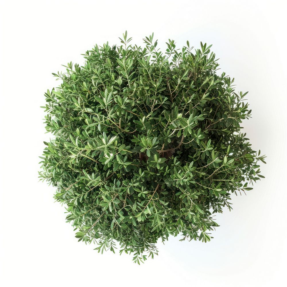 Lush green plant top view | Free Photo - rawpixel