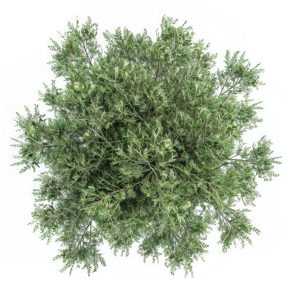 Lush green bush top view | Free Photo - rawpixel