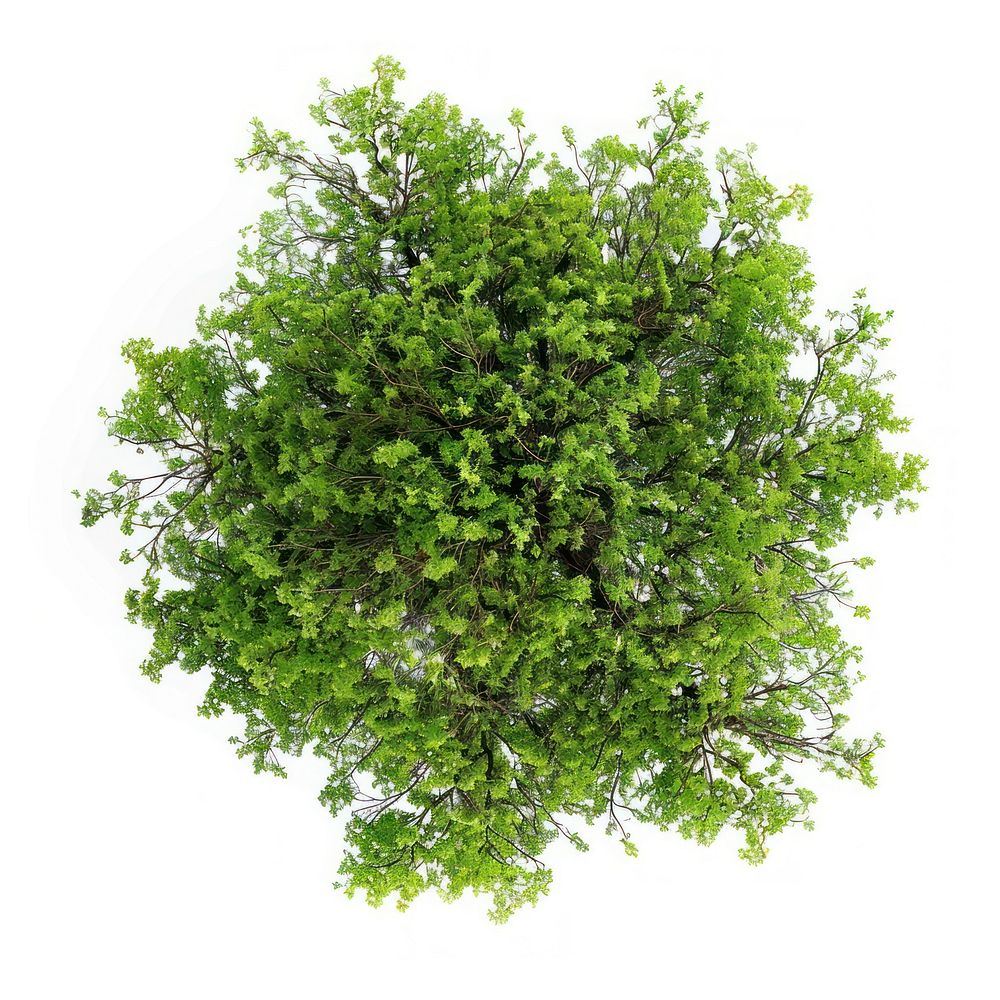Lush green tree top view | Free Photo - rawpixel