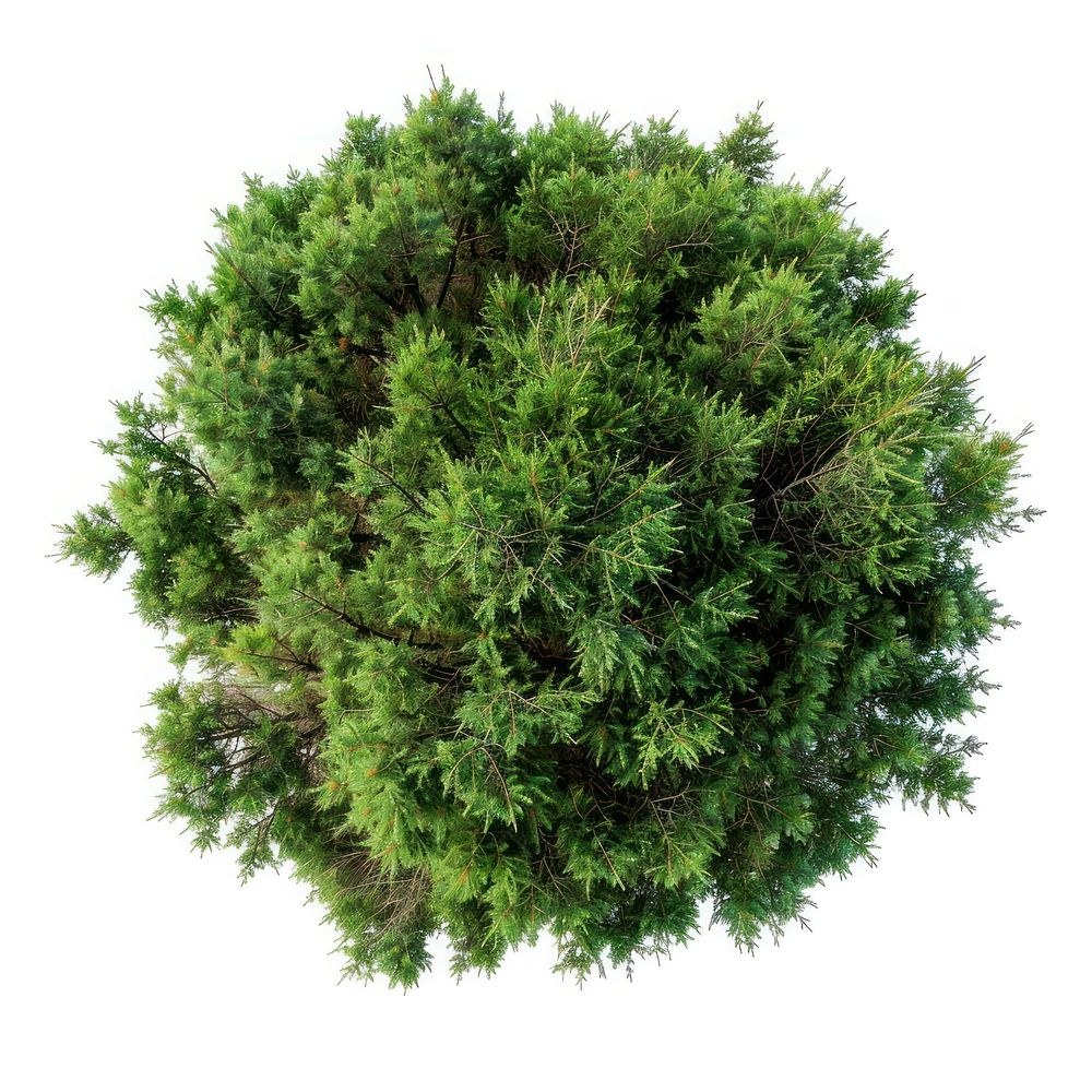 Lush green tree top view | Free Photo - rawpixel