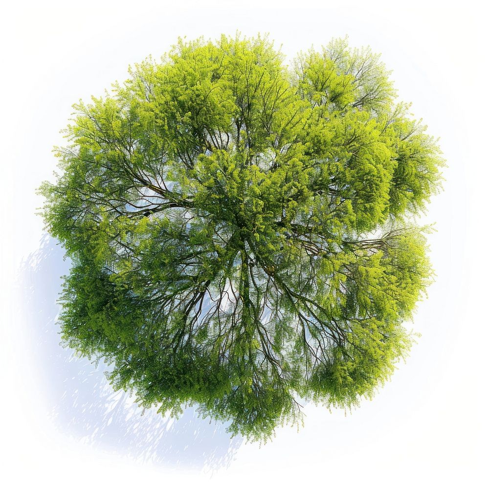 Lush green tree canopy topview | Premium Photo - rawpixel