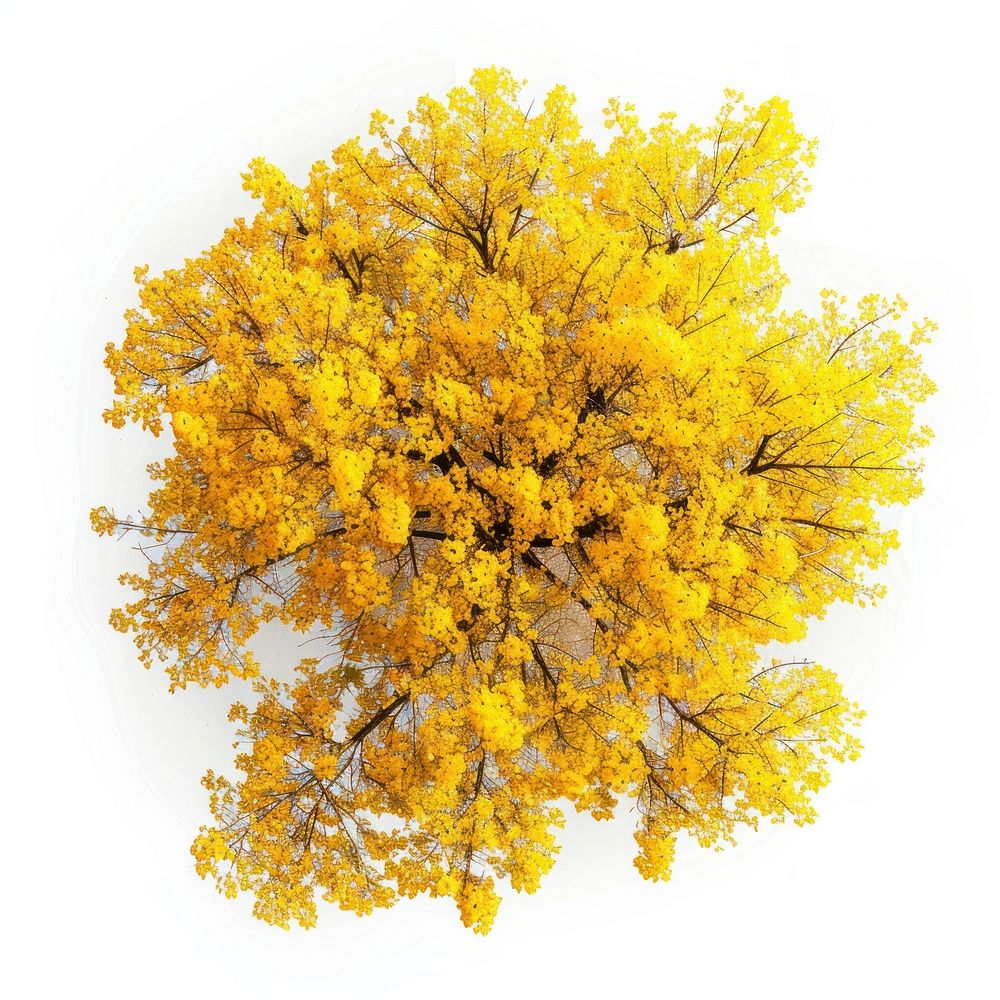 Vibrant autumn tree aerial view | Free Photo - rawpixel