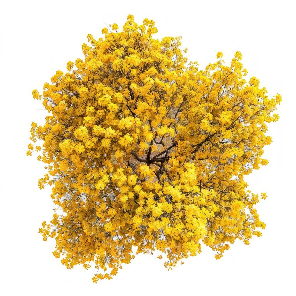 Vibrant yellow flowering tree | Free Photo - rawpixel