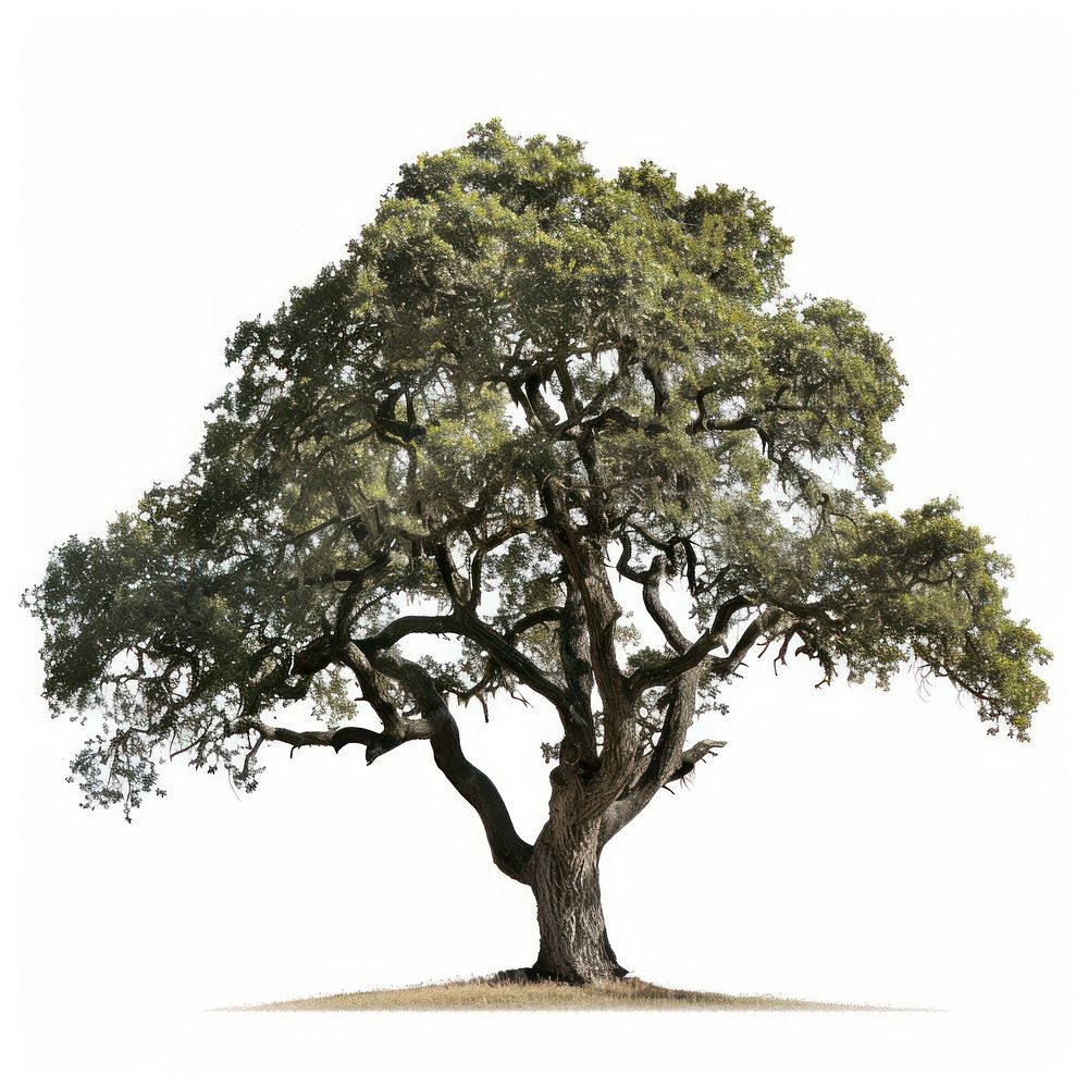 Majestic oak tree isolated background | Free Photo - rawpixel