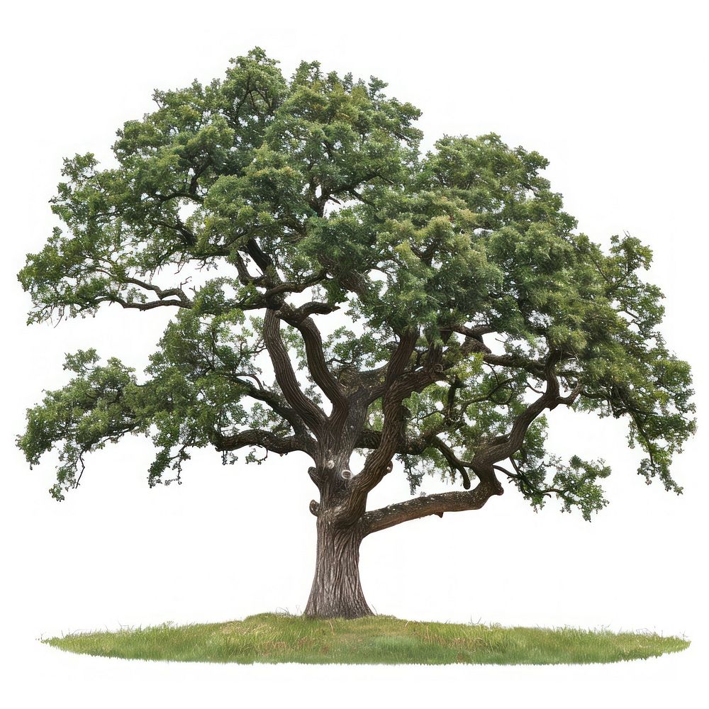 Majestic oak tree isolated background | Free Photo - rawpixel