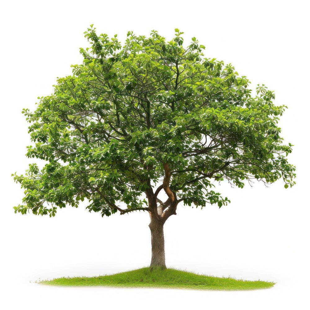 Lush green tree isolated white | Free Photo - rawpixel
