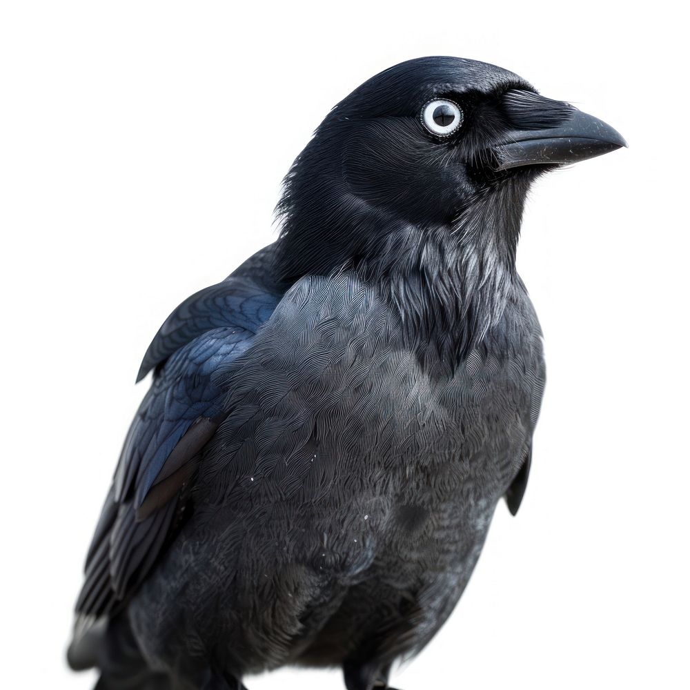 Majestic black crow portrait | Free Photo - rawpixel