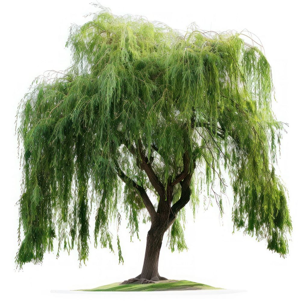 Graceful willow tree drooping branches. | Free Photo - rawpixel