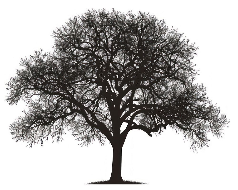 Elm tree tree silhouette sycamore | Free Photo Illustration - rawpixel