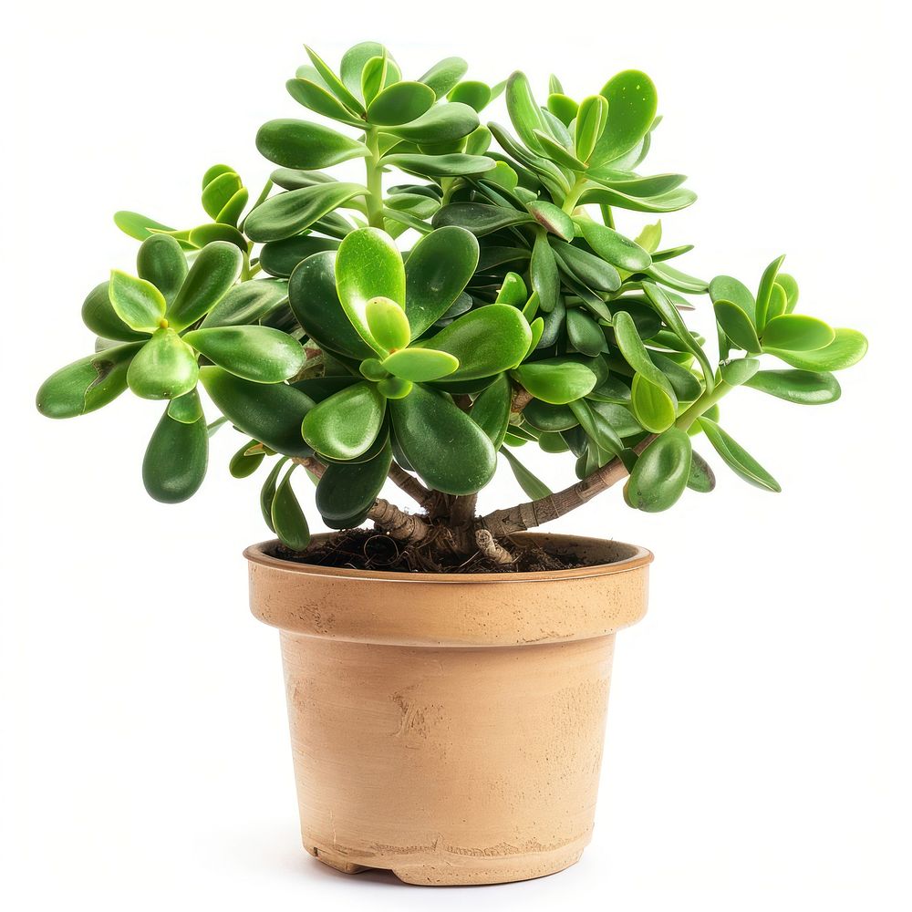Vibrant potted jade plant | Free Photo - rawpixel