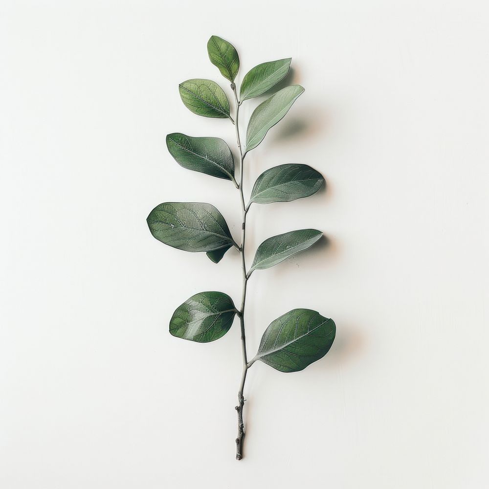 Branch leaves or green leaf | Free Photo - rawpixel