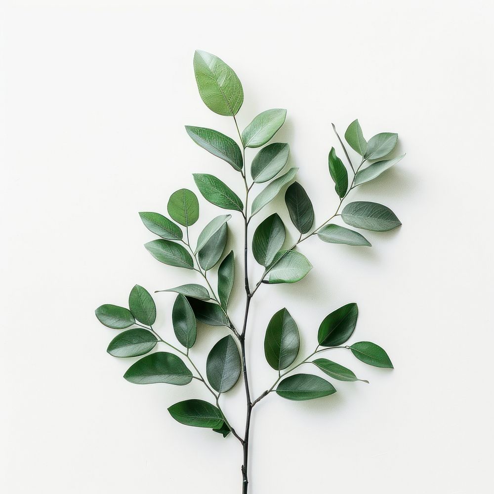 Branch leaves or green leaf | Free Photo - rawpixel