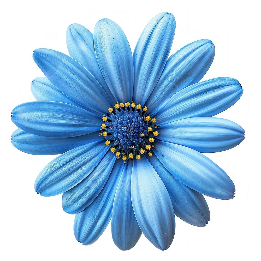 Vibrant blue daisy flower | Free Photo - rawpixel