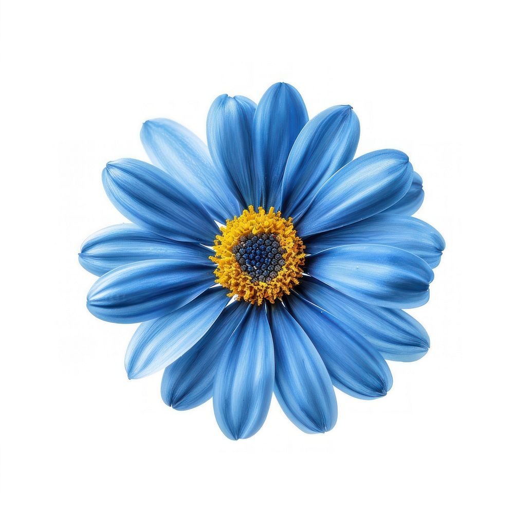 Vibrant blue daisy flower bloom | Free Photo - rawpixel