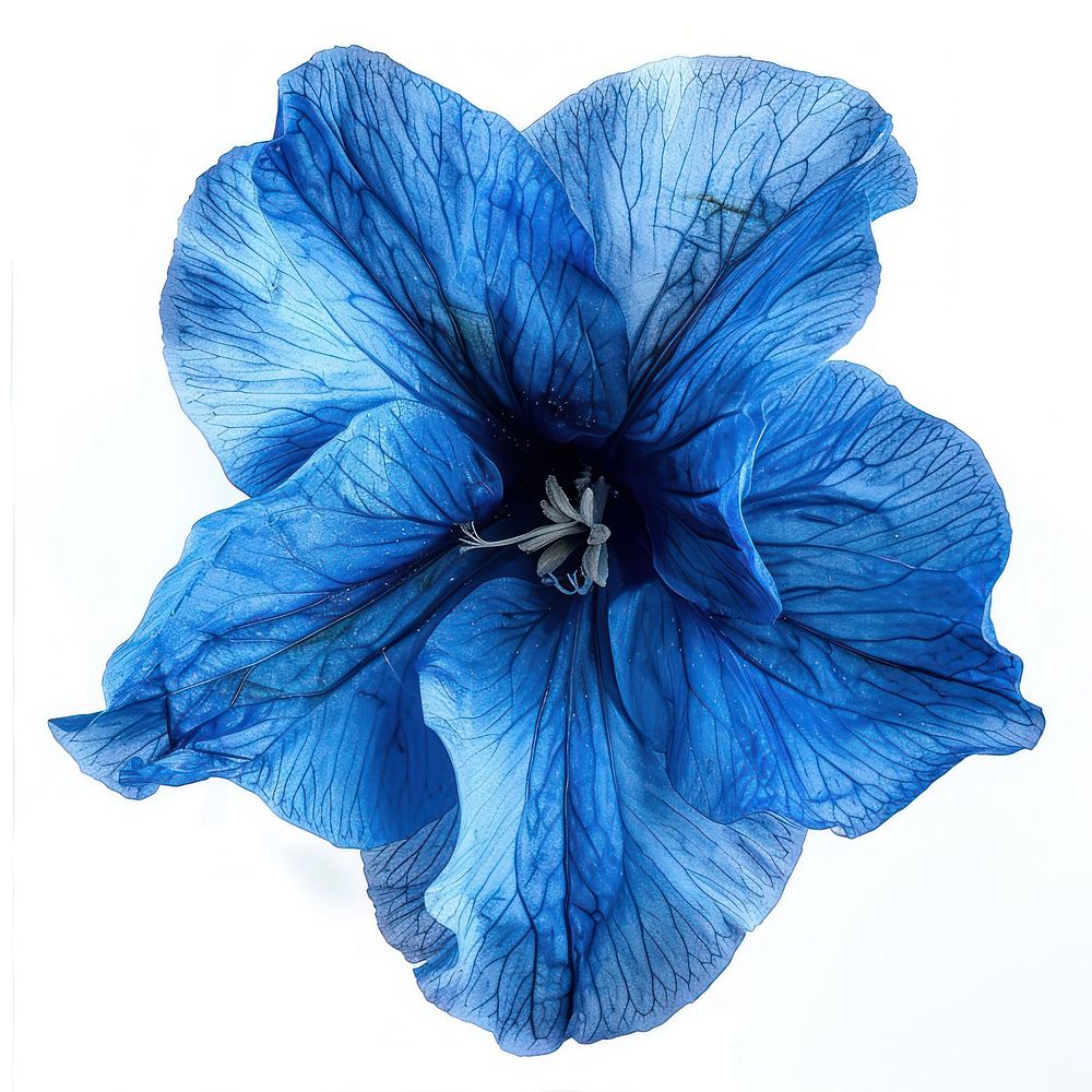 Vibrant blue delicate flower | Free Photo - rawpixel