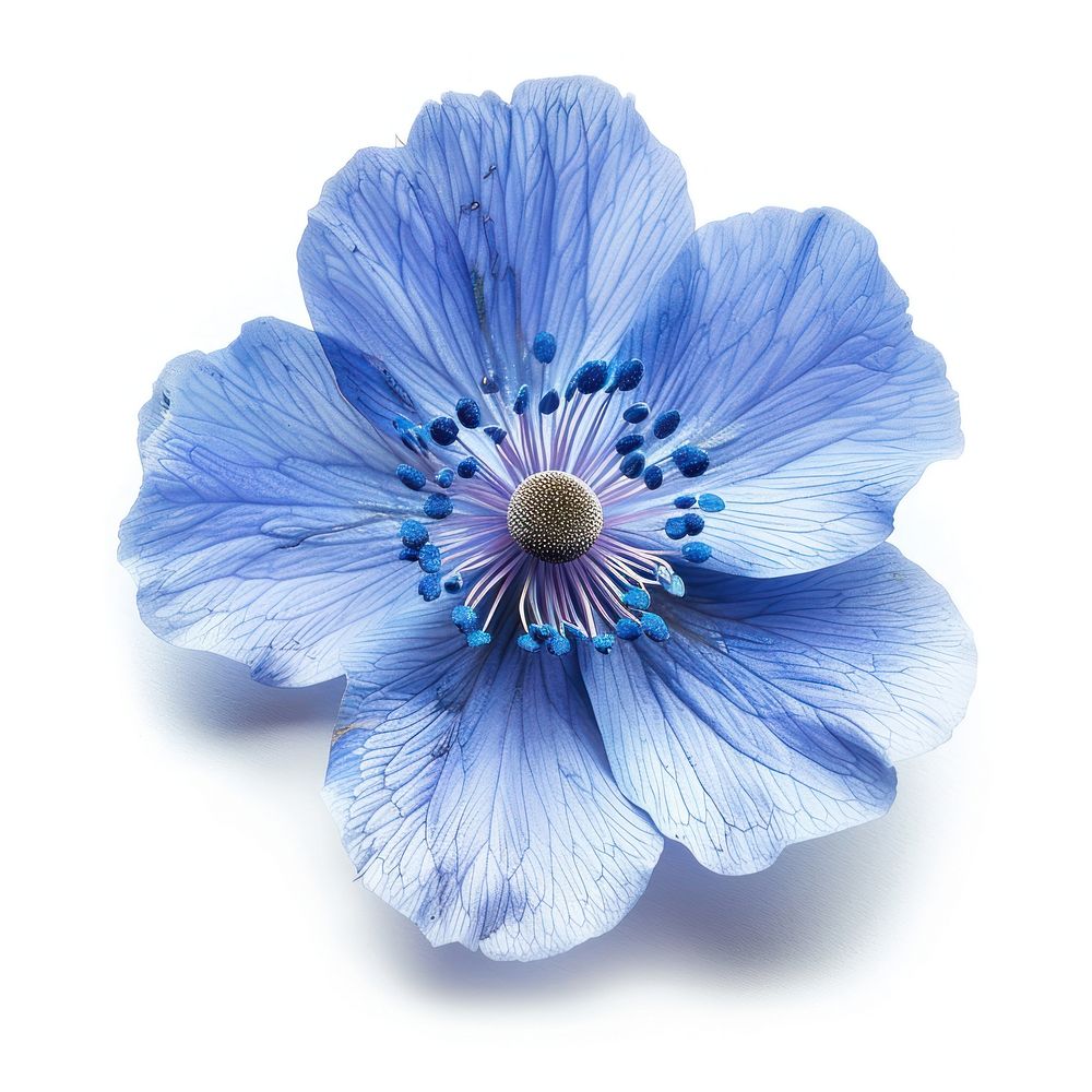 Delicate blue flower petals | Free Photo - rawpixel